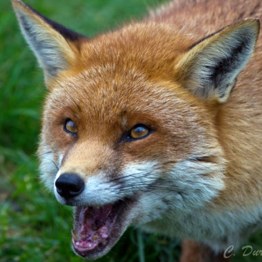 Red Fox | Historic Jamestowne