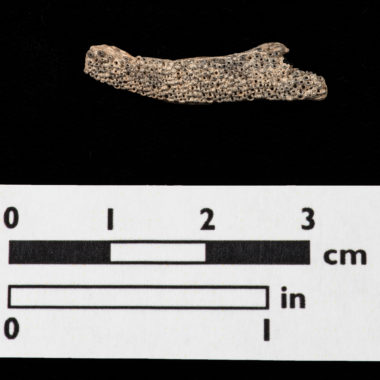 Catfish Bones | Historic Jamestowne