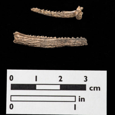 Catfish Bones | Historic Jamestowne