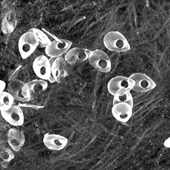 The People | Historic Jamestowne