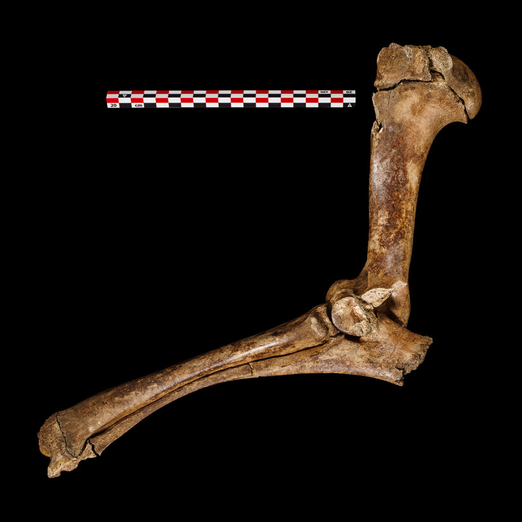 Cattle Bones | Historic Jamestowne