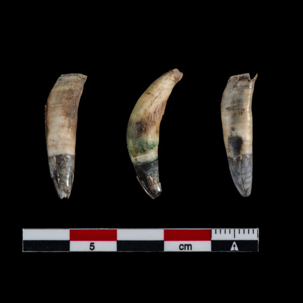 Dolphin Bones | Historic Jamestowne