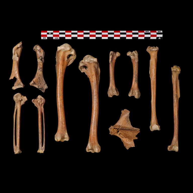 Goose Bones | Historic Jamestowne
