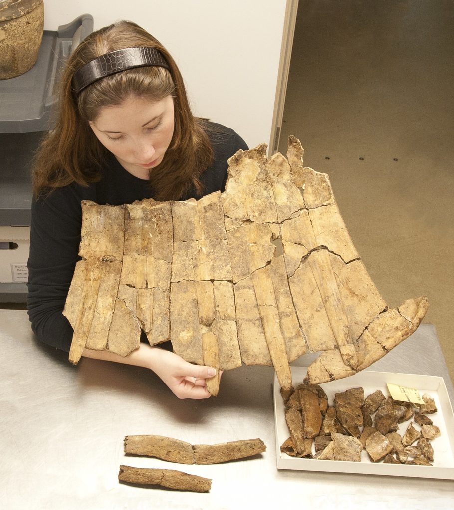 Sea Turtle Shell | Historic Jamestowne