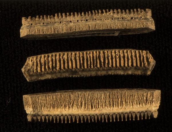 Ray Mouthplates | Historic Jamestowne