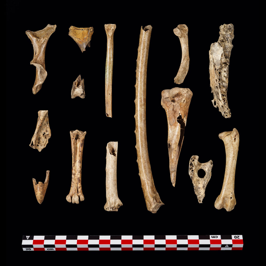 Turkey Vulture Bones | Historic Jamestowne