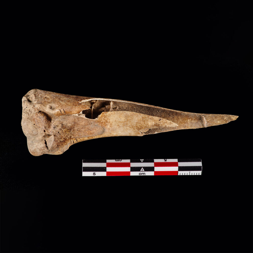 Turkey Vulture Bones | Historic Jamestowne