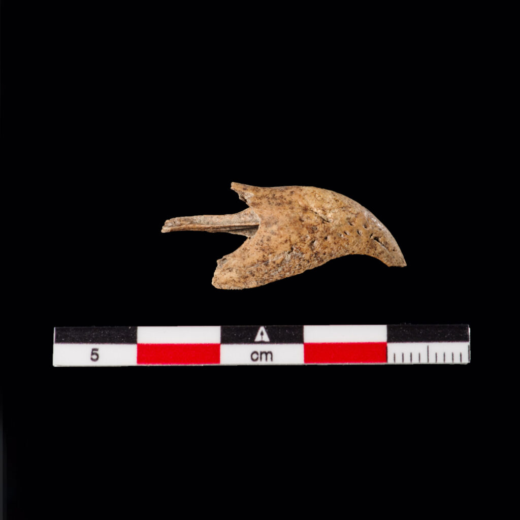 Turkey Vulture Bones | Historic Jamestowne
